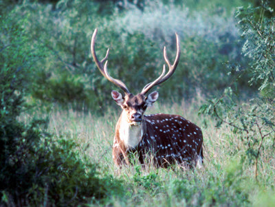 The Axis Deer – Broken Arrow Ranch